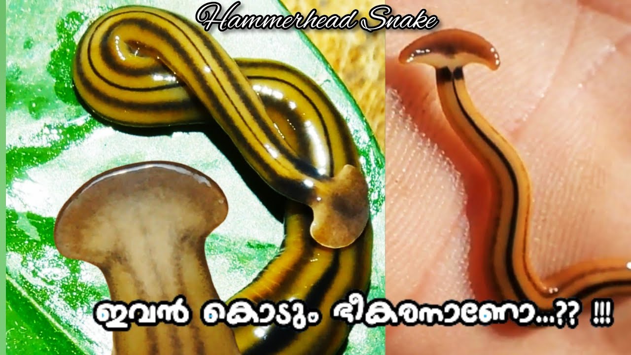 Hammerhead Snake |ഇത് കടിച്ചാൽ എന്ത് സംഭവിക്കും?😲😵 - YouTube