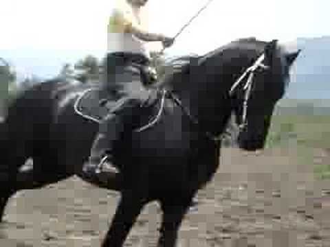Friesian Stallion Training Garrocha in Costa Rica - YouTube