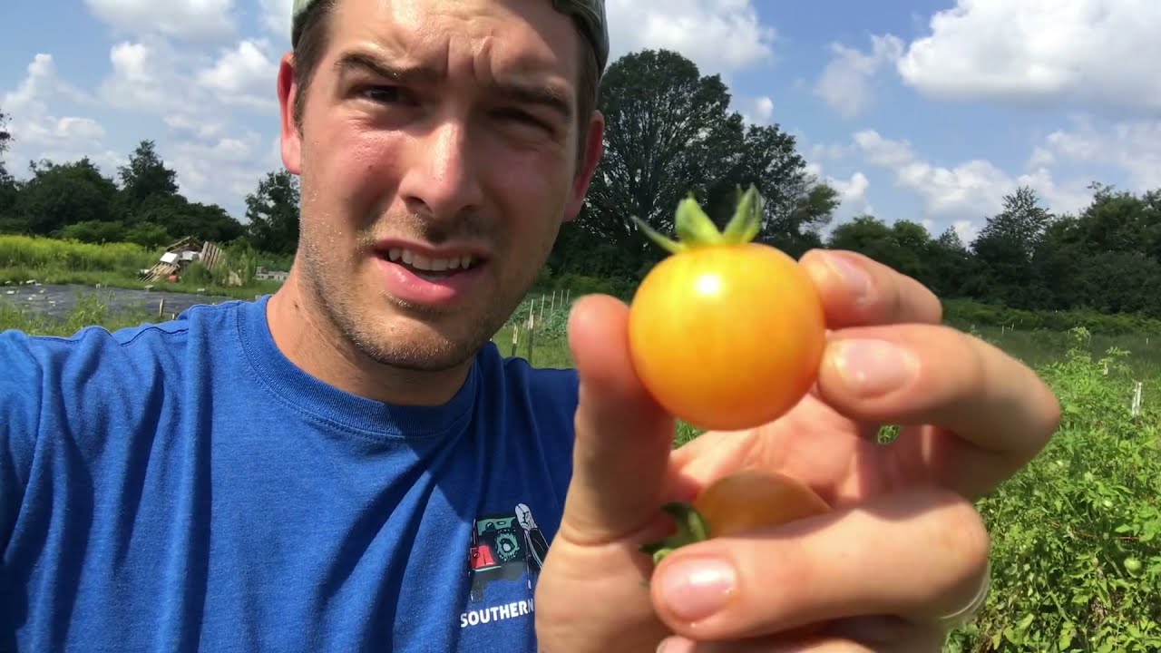 Harvesting Some of The Rarest Tomatoes 🍅 for Seed From a No-Till ...