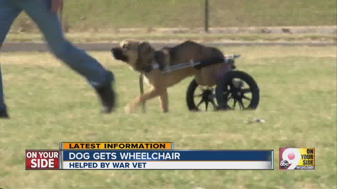 Indiana man inspired by dog without its two back legs gets the pooch a ...