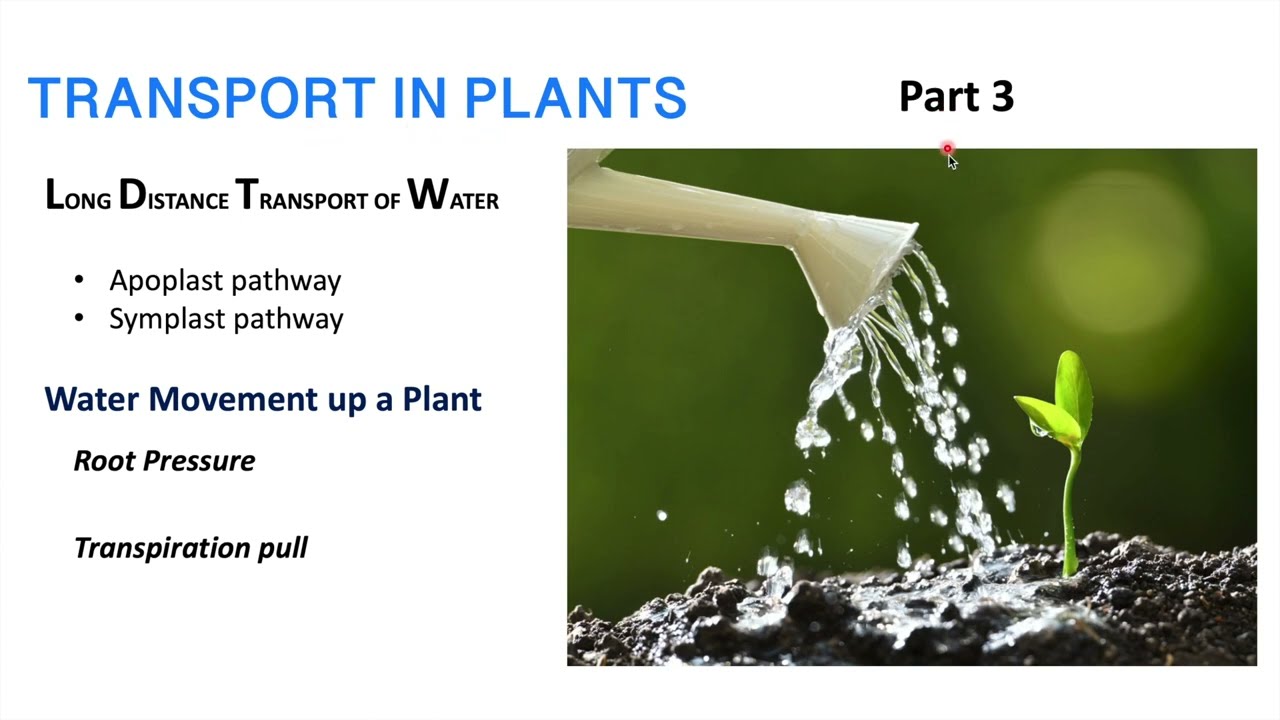 Part 3: Transportation in plants| apoplast and symplast | Root pressure ...