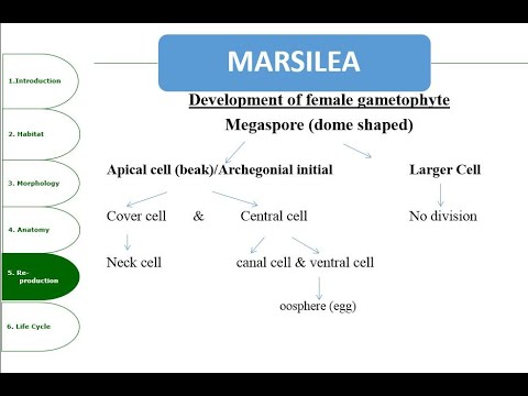 Marsilea (Water Fern) || Occurrence, Morphology, Anatomy, Reproduction ...