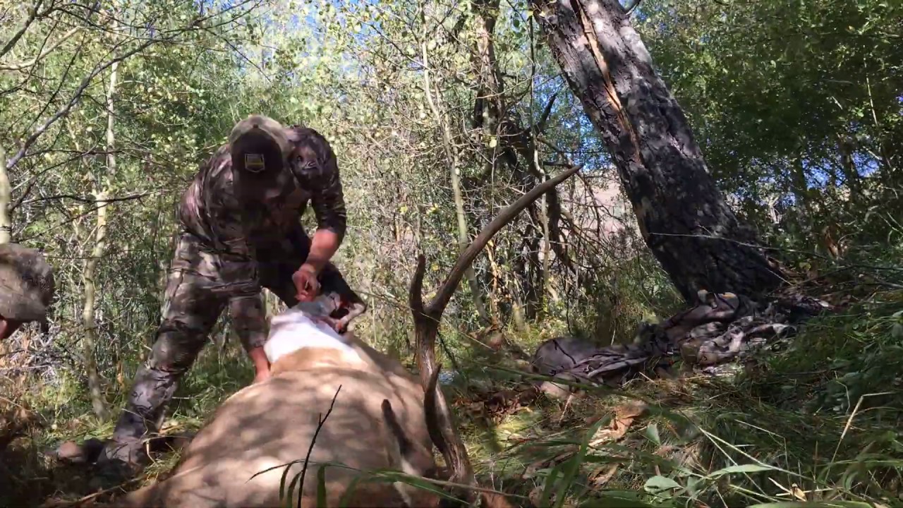 Butchering an elk time lapse - YouTube