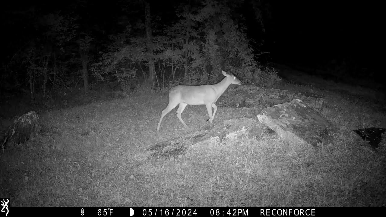 Backyard Trail Cam, May 2024 - YouTube