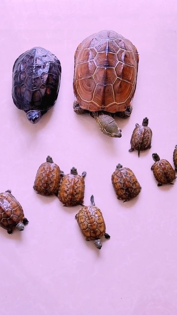 mother turtle command baby #amazingshorts - YouTube