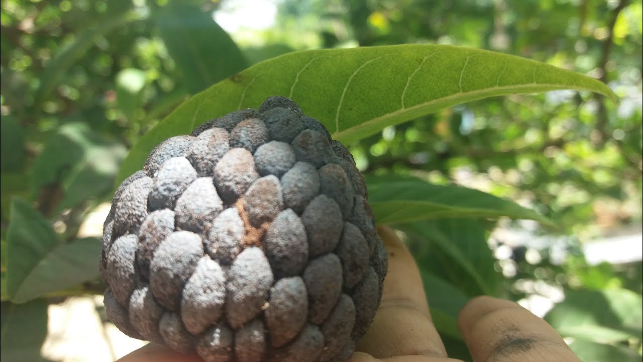 Porque a Pinha ou Fruta do Conde fica Preta? - YouTube