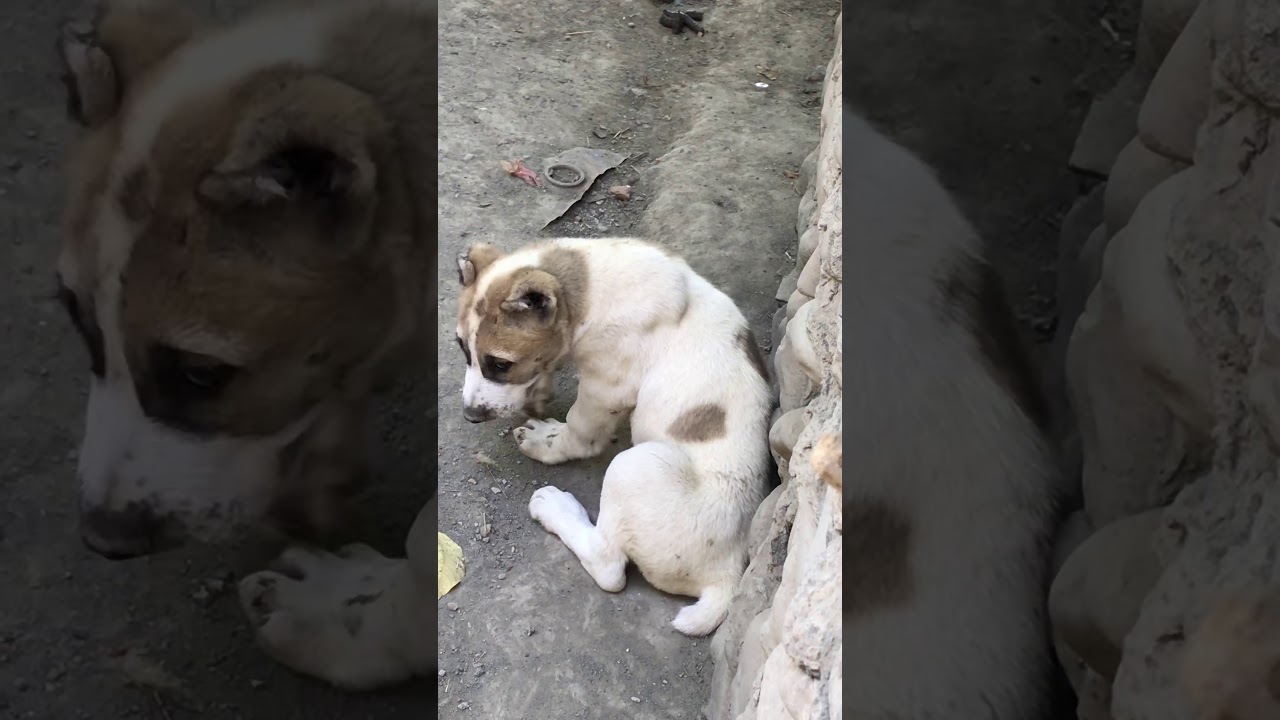 ქართული ნაგაზი 2 თვის ლეკვი☎️598900750 - YouTube