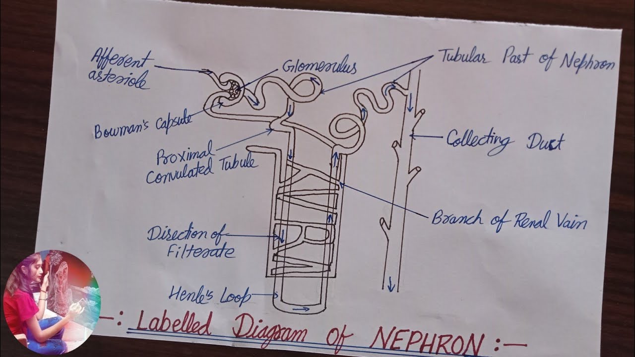 How To Draw Diagram Of Nephron / Labelled Diagram Of Nephron / Class 10 ...