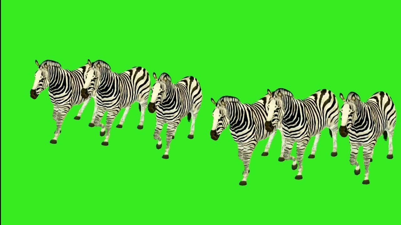 zebra green screen video#animal zebra moving no copyright - YouTube
