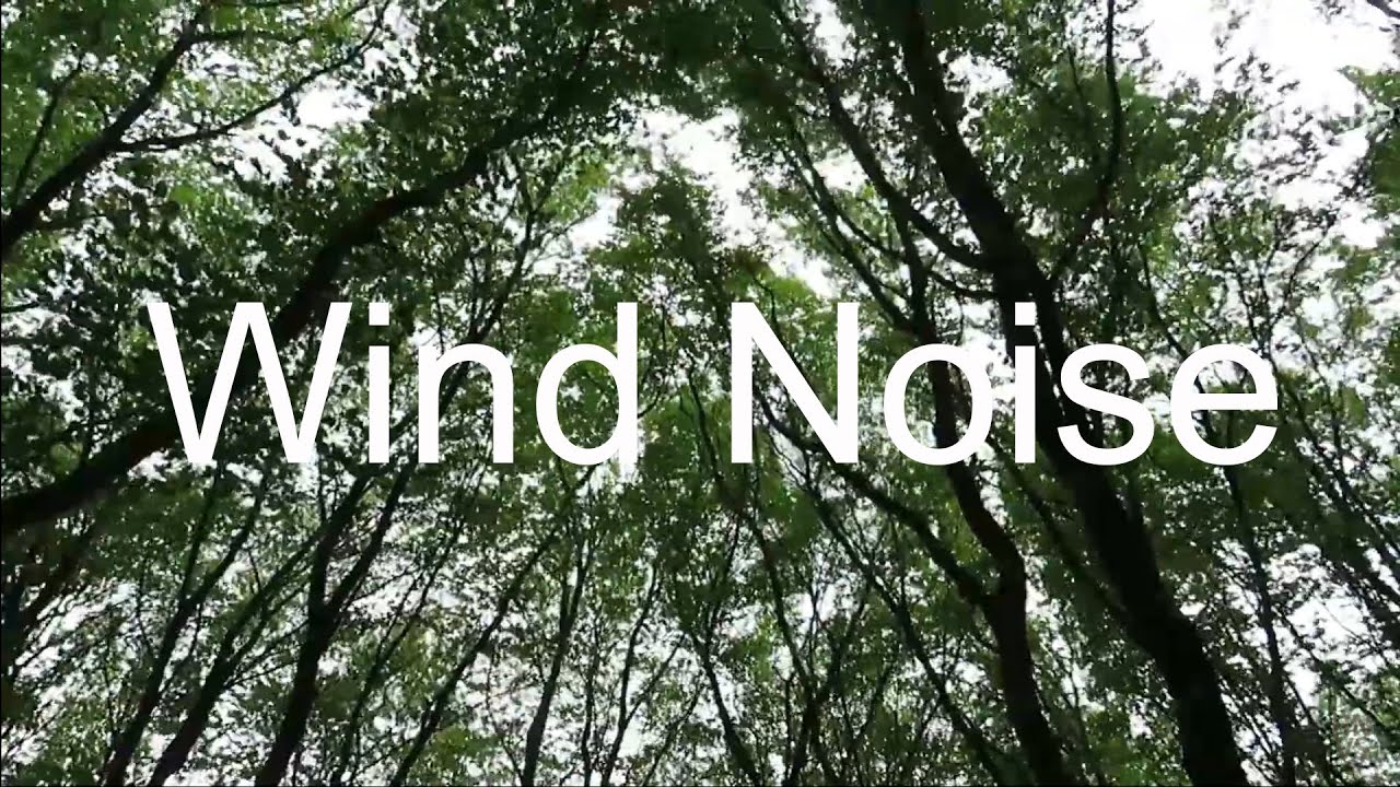 Wind Noise in Forest - Wiatr w Lesie - Nature Sounds Relaxation - 1 hr ...