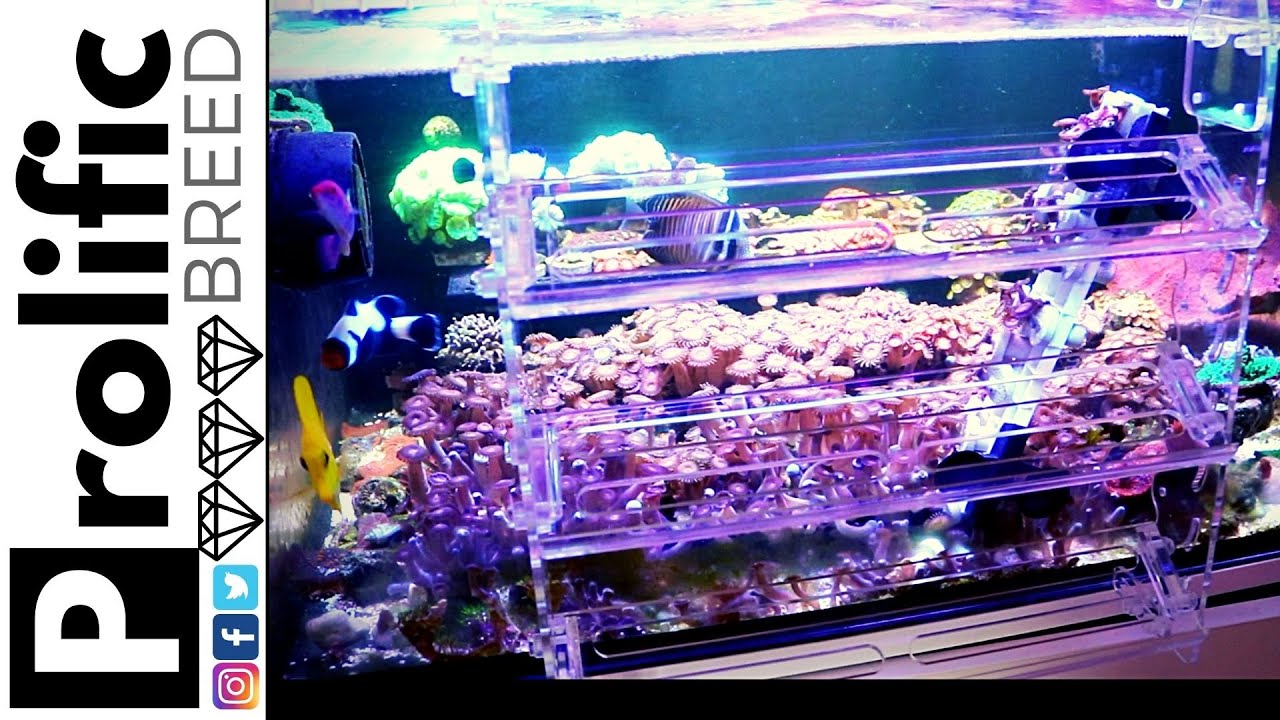 MASSIVE VERTICAL FRAG RACK FOR THE 25 GALLON AIO REEF TANK - YouTube