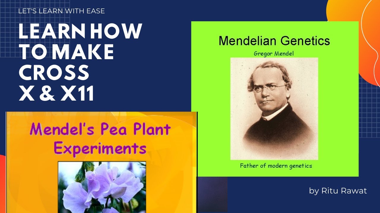 Mendel Cross | How to make Monohybrid cross and Dihybrid cross | Class ...