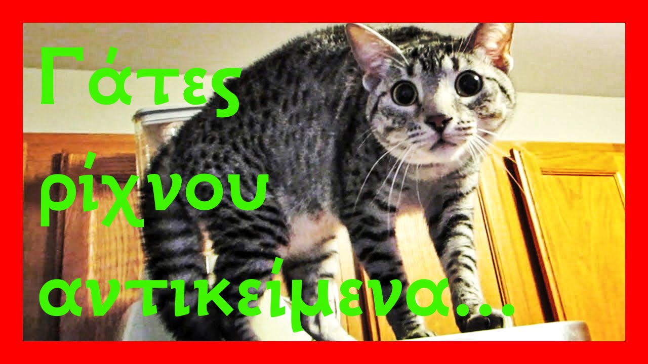 Γάτες ρίχνουν, χτυπούν και πέφτουν! | Αστείο Βίντεο με Γάτες - YouTube