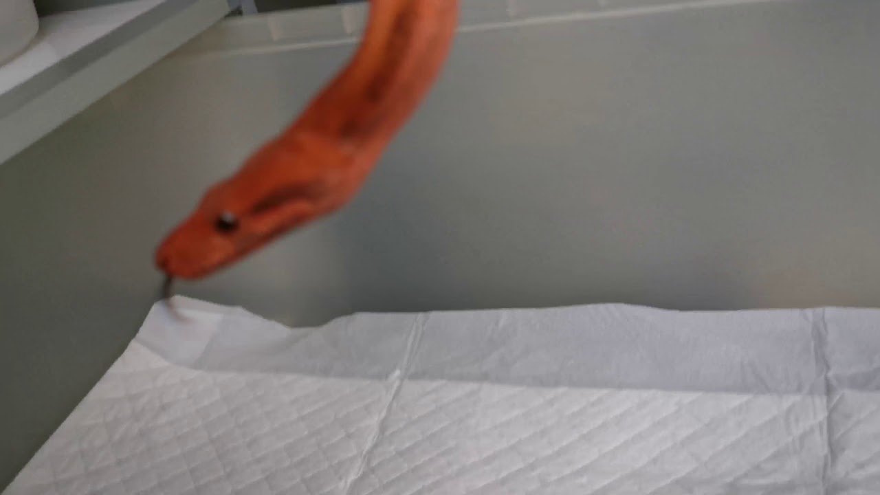 Boa constrictor Hog Blood - YouTube