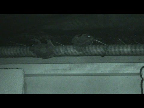 Gray Tree Frog Fighting II - YouTube