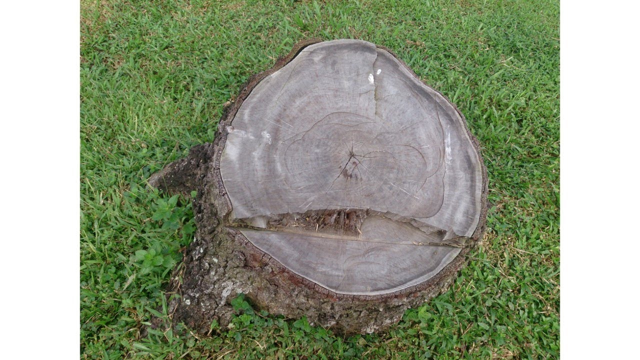 Colton tree removal - YouTube