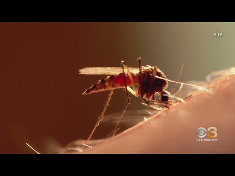 How To Protect Yourself After 1st Human Cases Of West Nile Virus Identified In Philadelphia