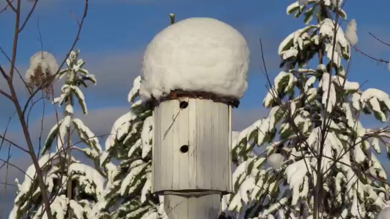 Winter Birdhouse Tour - YouTube
