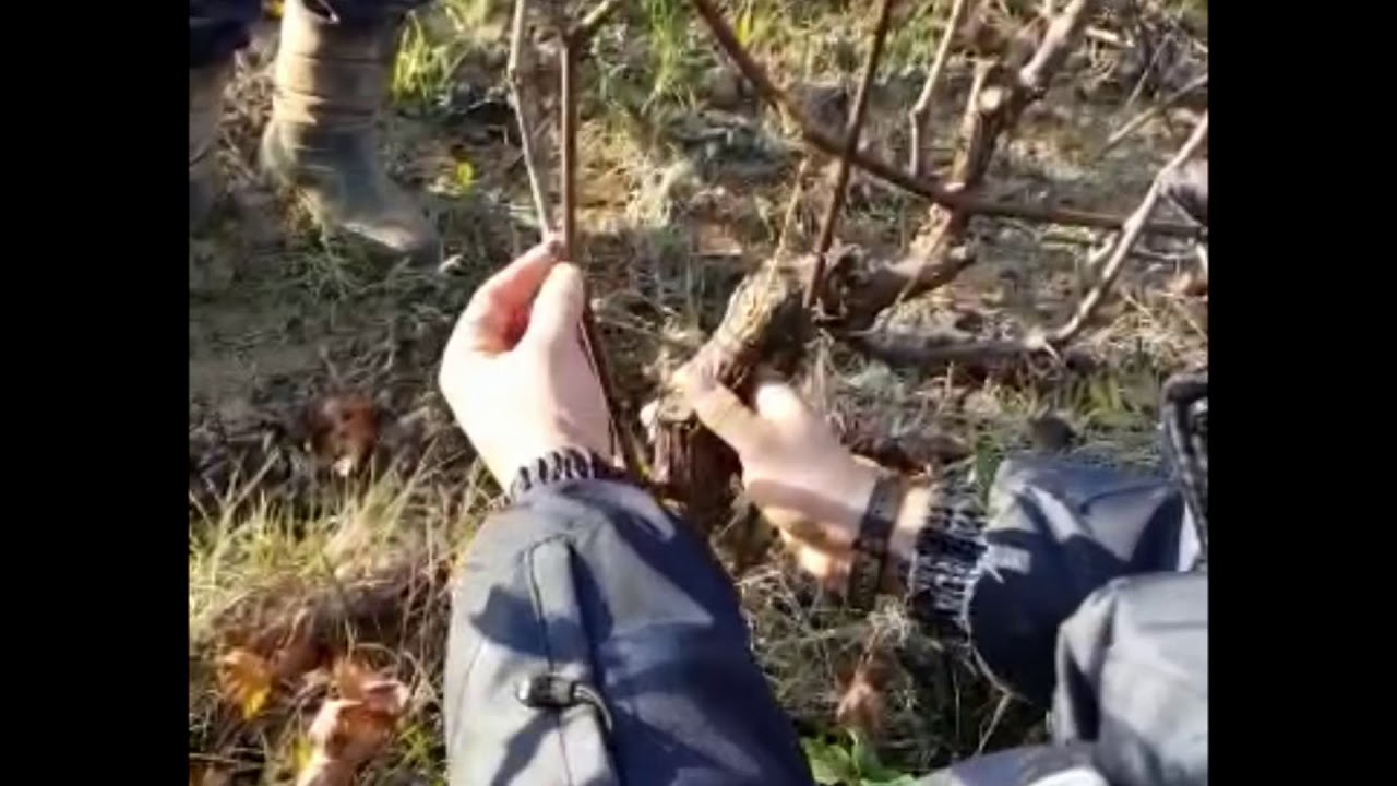 Pruning using Simonit & Sirch's guyot method at Palazzo Tronconi - YouTube