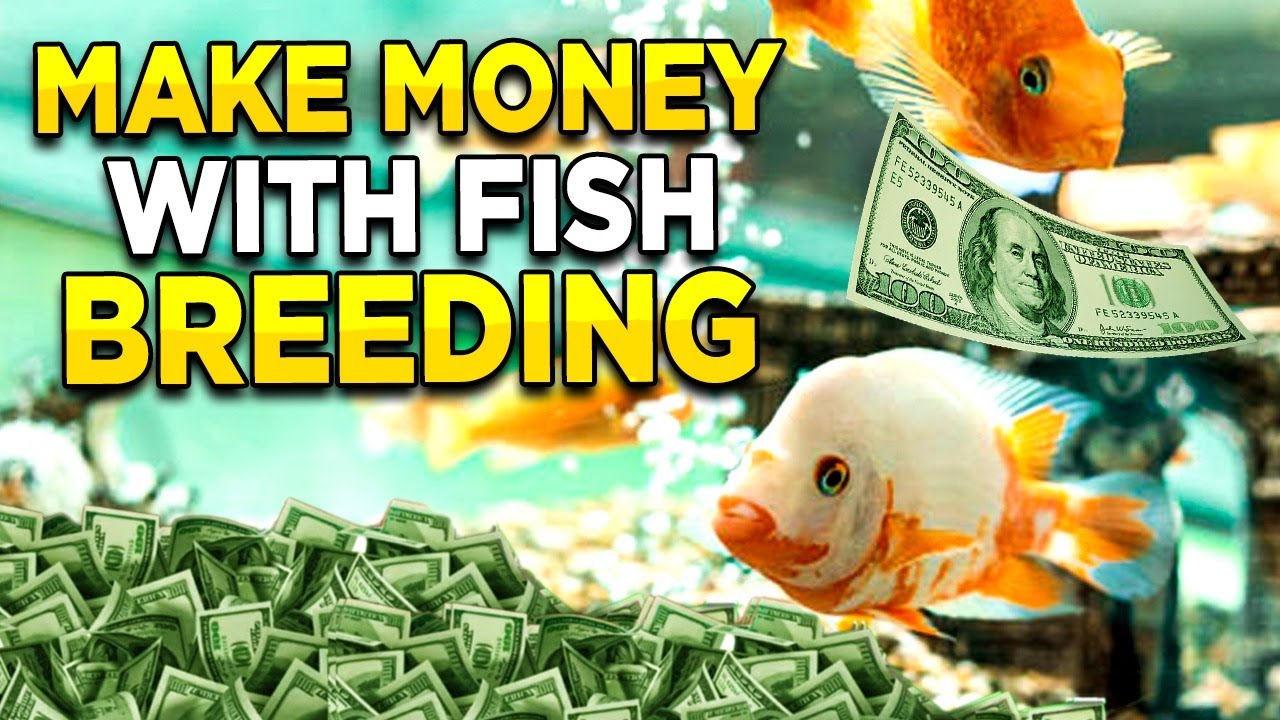 How to Make Money Breeding Fish - YouTube