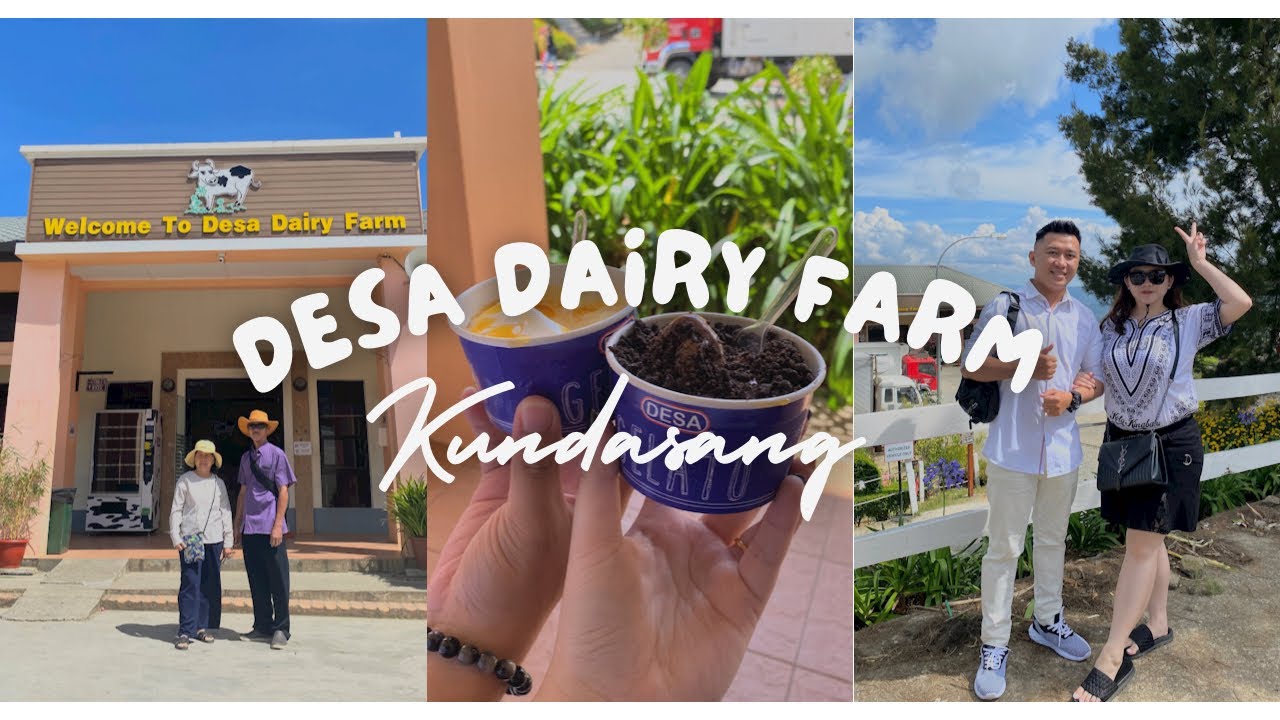 Desa Dairy Farm Kundasang Sabah - YouTube