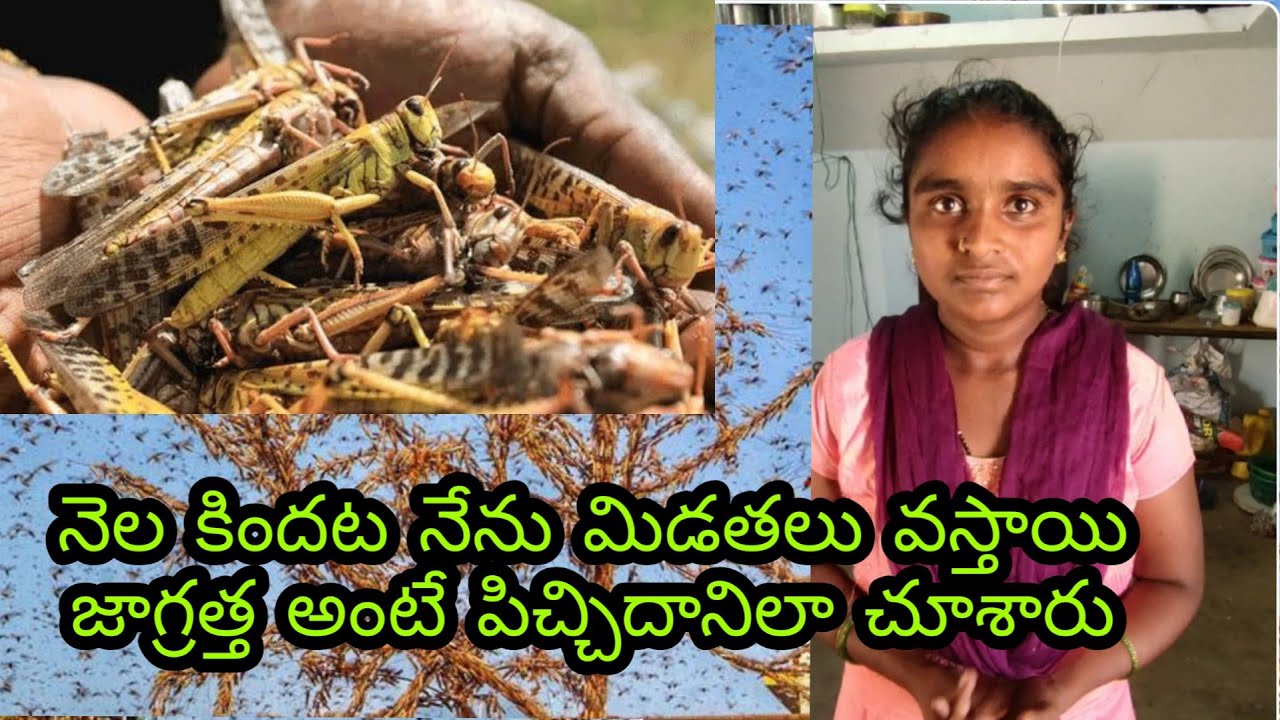 నెల కిందట నేను మిడతలు వస్తాయి జాగ్రత్త అంటే పిచ్చిదానిలా చూశారు ...