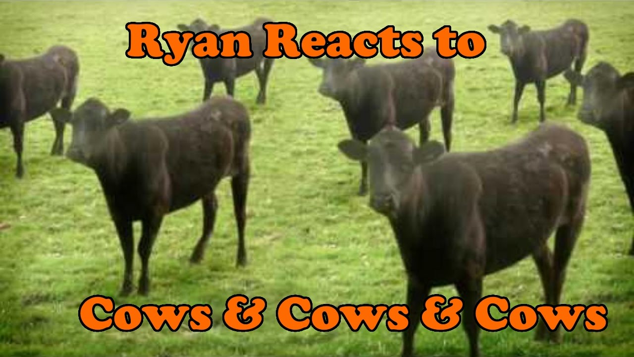 RYAN REACTS TO COWS & COWS & COWS - YouTube