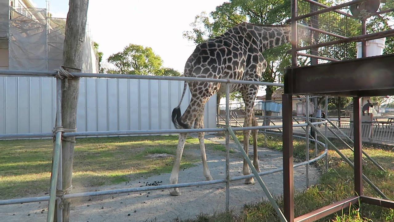 #7 Dec 2015 Giraffe at Omuta zoo, Fukuoka, Japan - YouTube