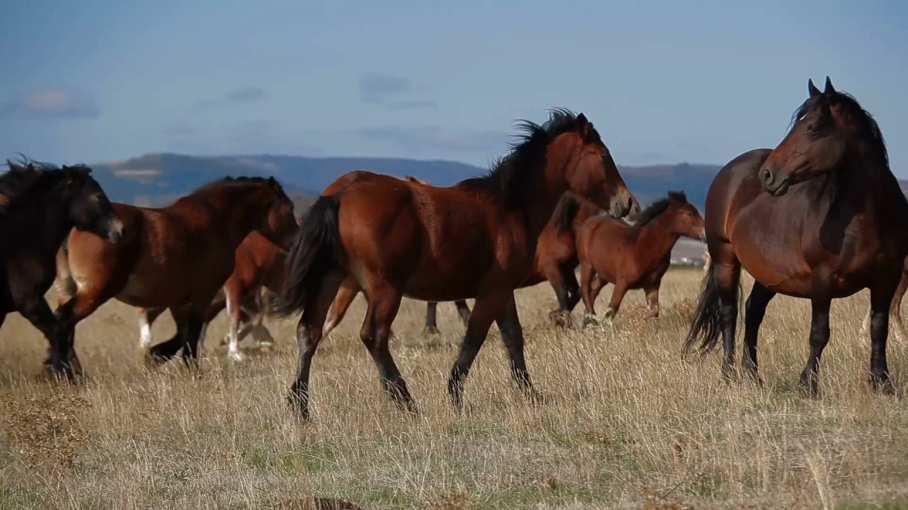 POTRO DE ORIGEN NAVARRA - YouTube