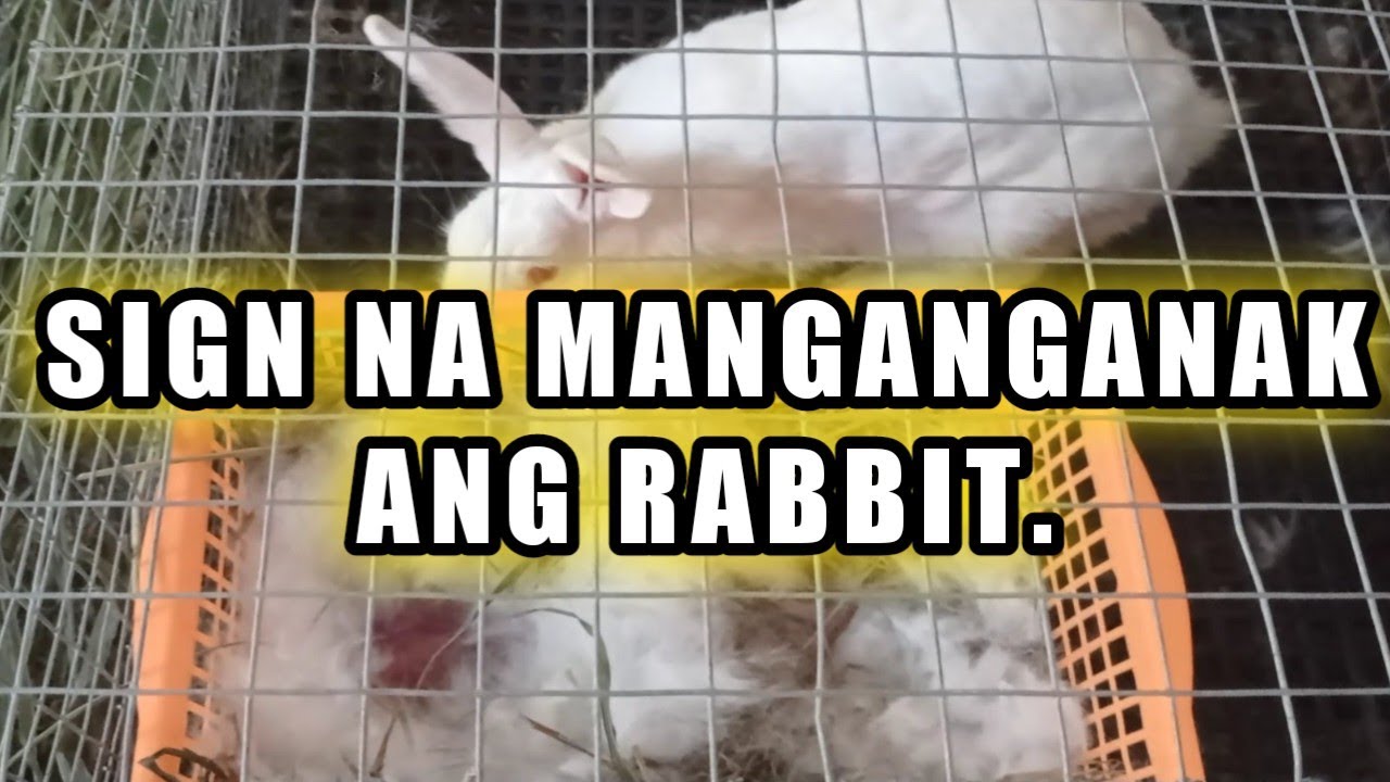 PAANO MAGHANDA MANGANAK ANG RABBIT | RABBIT FARMING. - YouTube