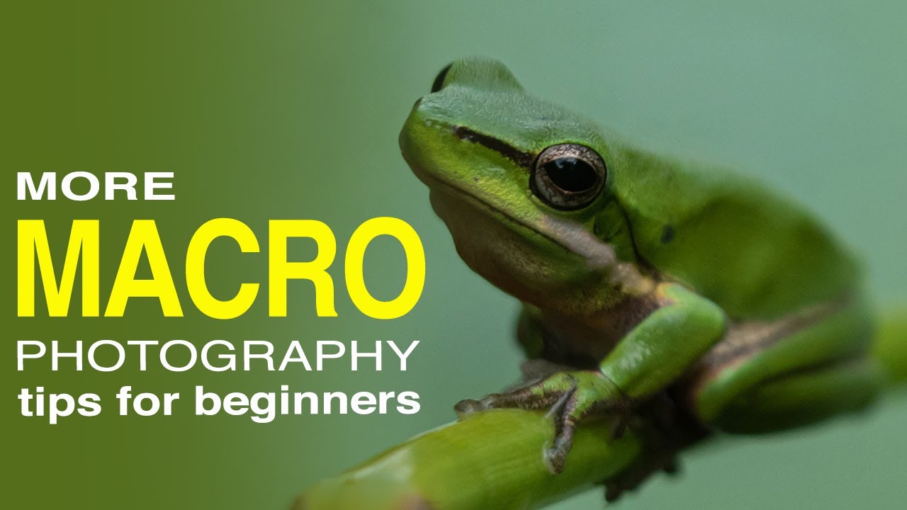 MORE MACRO Photography Tips for Beginners - outdoor macro photography ...