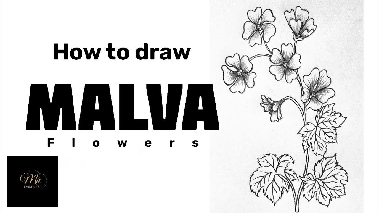 How to draw Malva flowers sketch step by step ? Drawing & Sketching ...