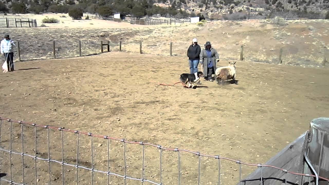 Herding Instinct Test- Australian Shepherd Cali - YouTube