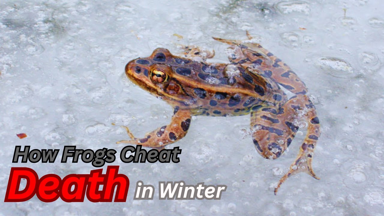 Frogs That Freeze Themselves Alive in Winter | #animals #facts #viral ...