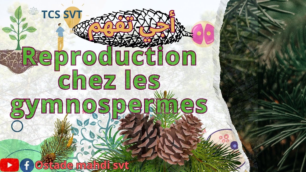 la reproduction chez les gymnospermes(reproduction chez les plantes à ...