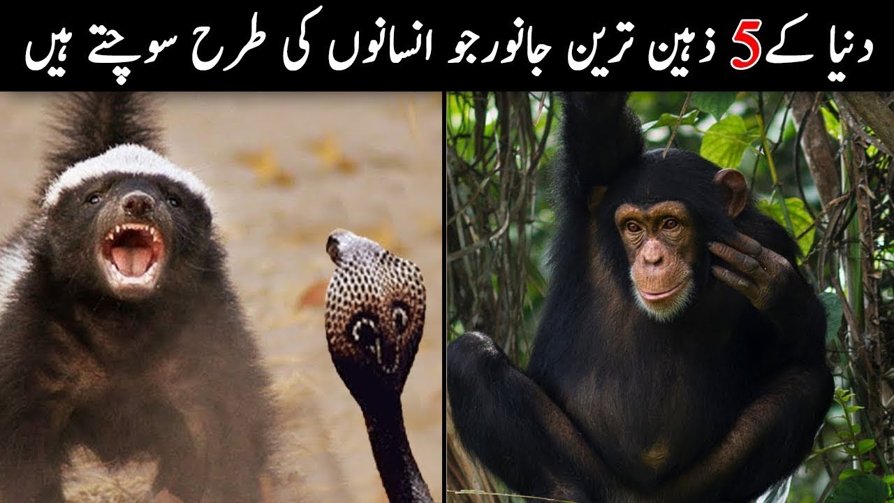 5 Animals That Think They Are Humans || Top Most Intelligent Animals In ...