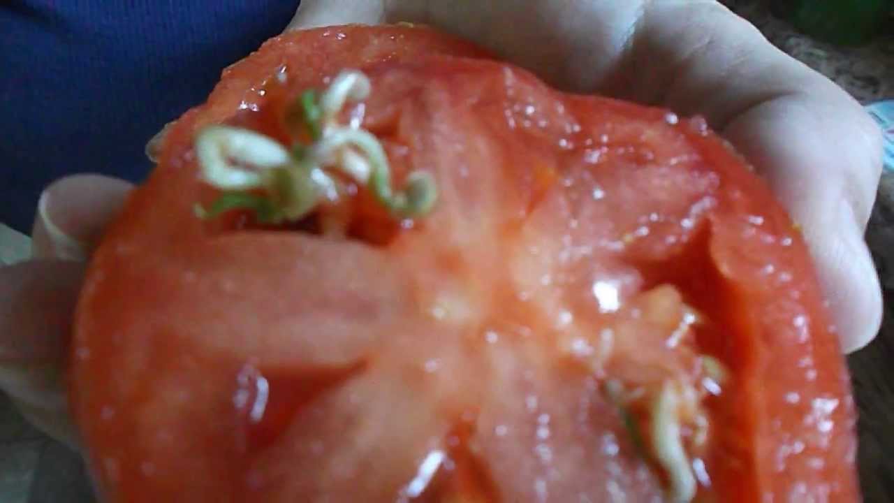 Strange Hydroponic Tomato Has Seedlings Growing Inside - YouTube