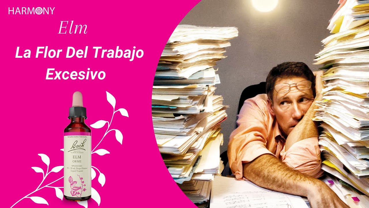 Flores de Bach Flor N° 11 - Elm, La Flor Del Trabajo Excesivo - YouTube