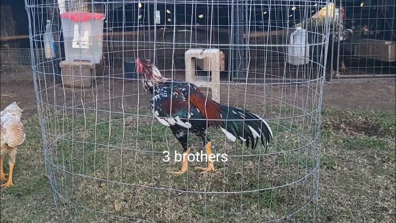 Qaib Zoo Nraug 6 hli - YouTube