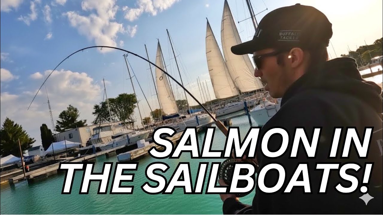 Catching SALMON in a SMALL marina. You won’t believe this! - YouTube