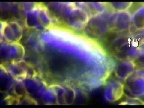White Blood Cells inspect Blob - YouTube
