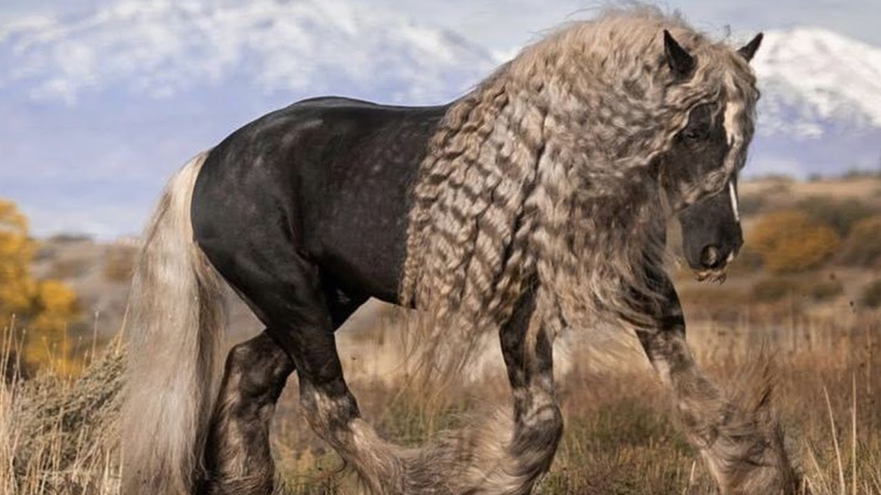 8 Cosas Que No Sabias De Los Caballos Percherón - YouTube