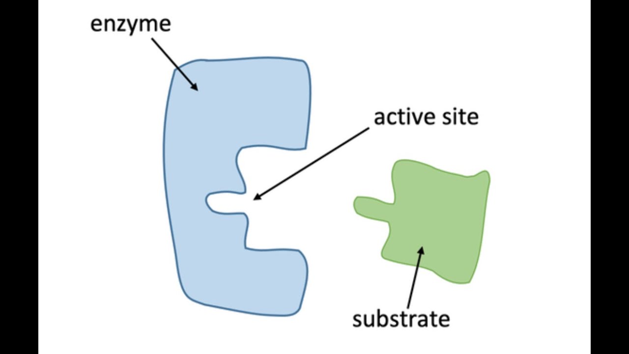 GCSE Biology and A level Biology - How to calculate rate of reaction ...