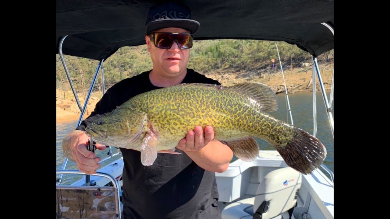 Wyangala dam fishing chasing Murray Cod 2019 - YouTube