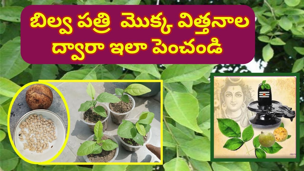How to grow maredu plant from seeds in Telugu | బిల్వపత్రి మొక్క ...