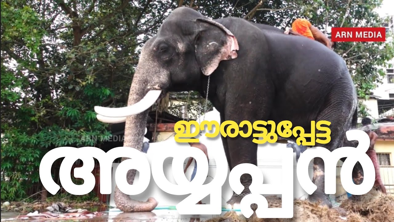 Erattupetta Ayyappan Kerala Elephant പ്രണാമം - YouTube