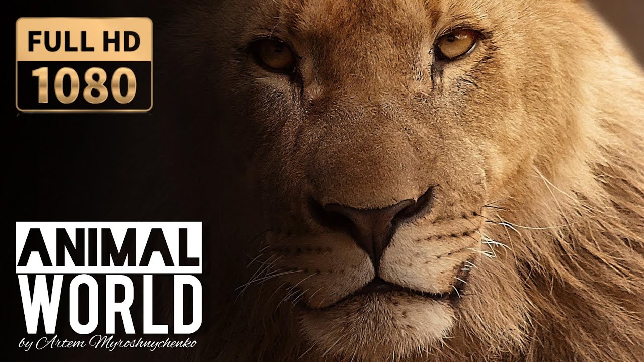 ANIMAL WORLD, wild animals, FULL HD - YouTube
