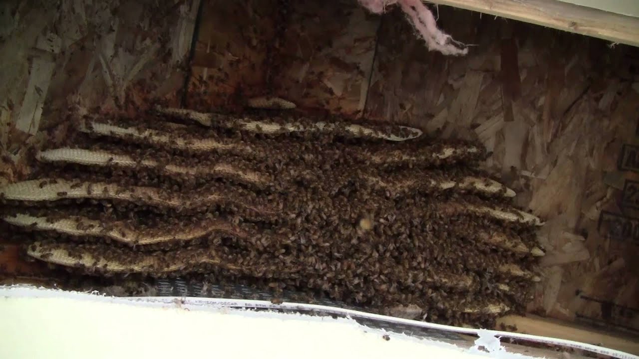 Cutout, Bees in townhome attic - Bee Vlog #104 - Jun 1, 2013 - YouTube