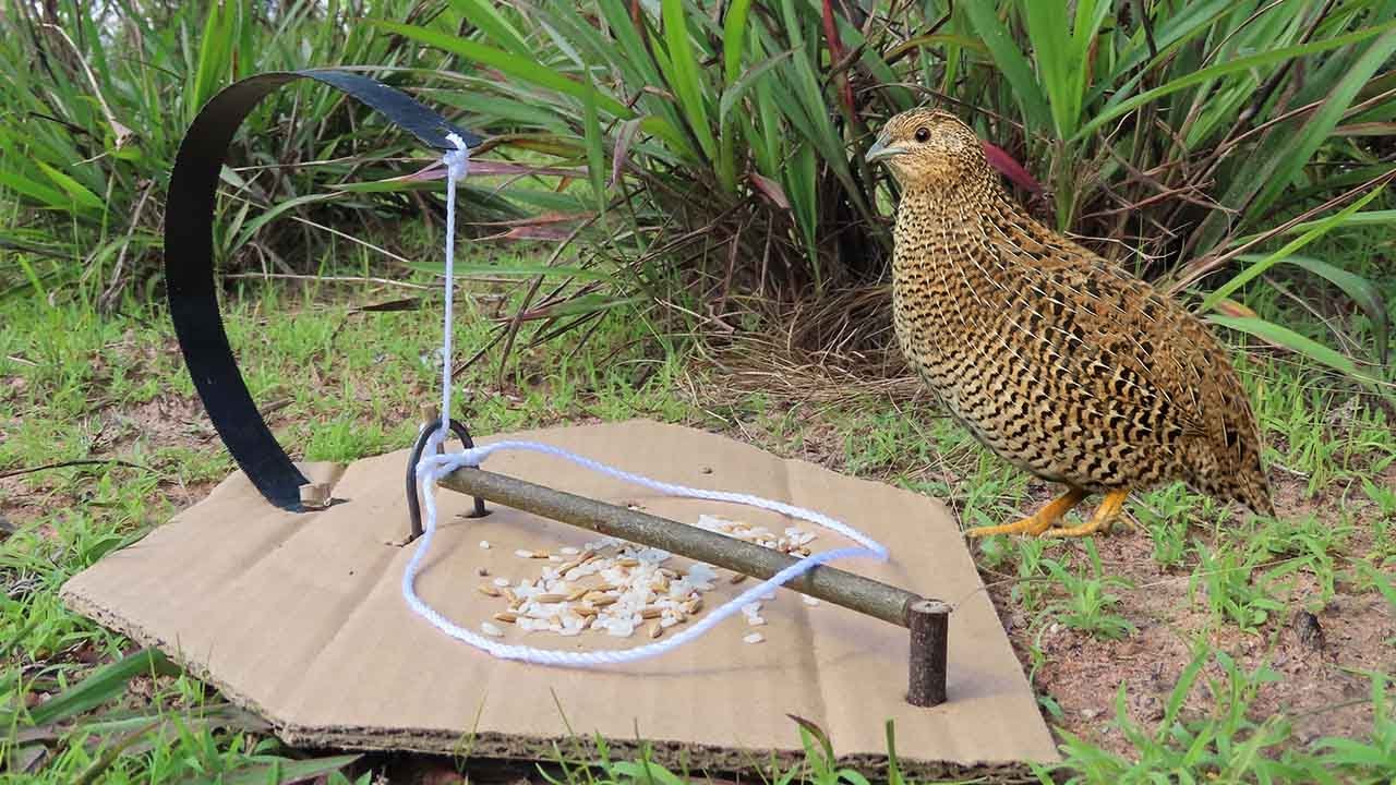 Easy Bird Trap In Front Of Egg Nest - Trap DIY Using Hacksaw And Paper ...
