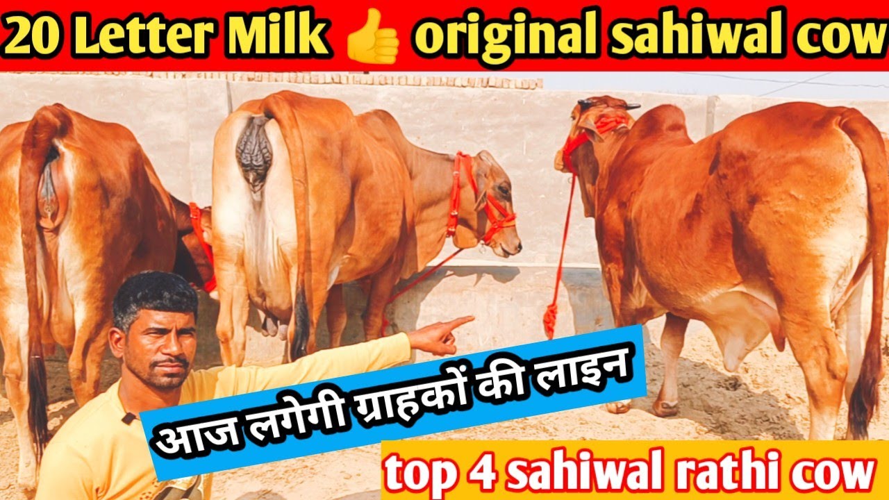 आज लगेगी ग्राहकों की लाइन 👍 Top class, Top Breed, Original Breed, top 4 ...